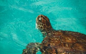 Playa Grandi in Curaçao | Curaçao Insider