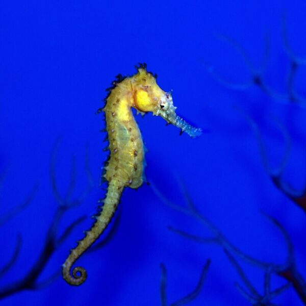 Playa Grandi in Curaçao | Curaçao Insider